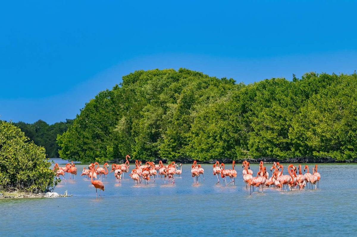 Características de la Riviera Yucateca que no encuentras en otro lugar